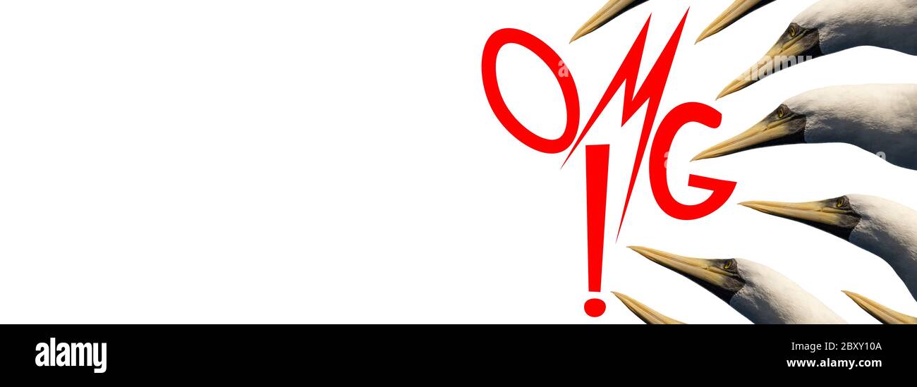 Word "OMG!" in red letters on white background with some birds looking ...
