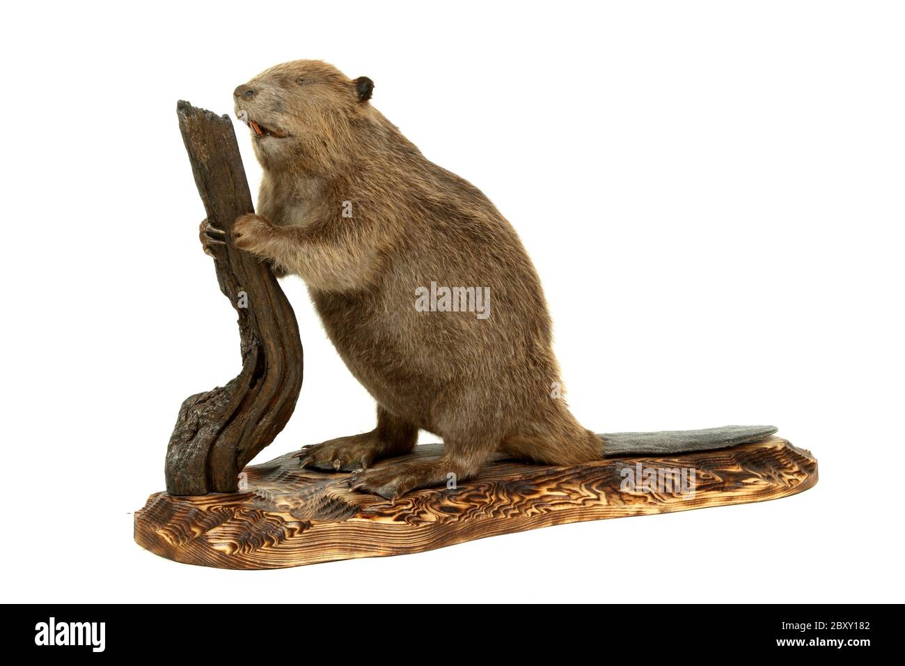 Beaver teeth Cut Out Stock Images & Pictures - Alamy