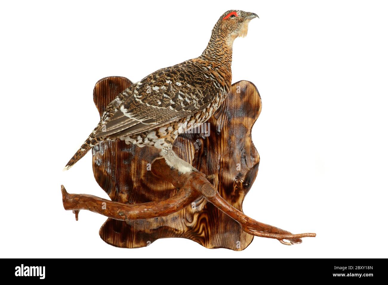 Dead wood for wildlife Cut Out Stock Images & Pictures - Alamy