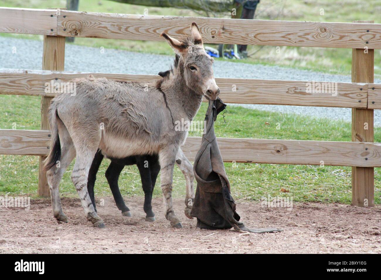 Playing donkey hi-res stock photography and images - Alamy