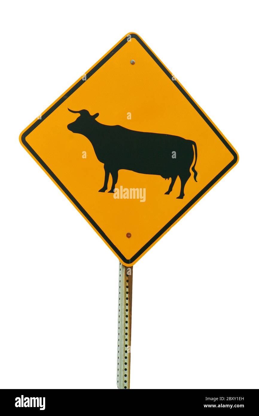 Bull crossing a highway Cut Out Stock Images & Pictures - Alamy