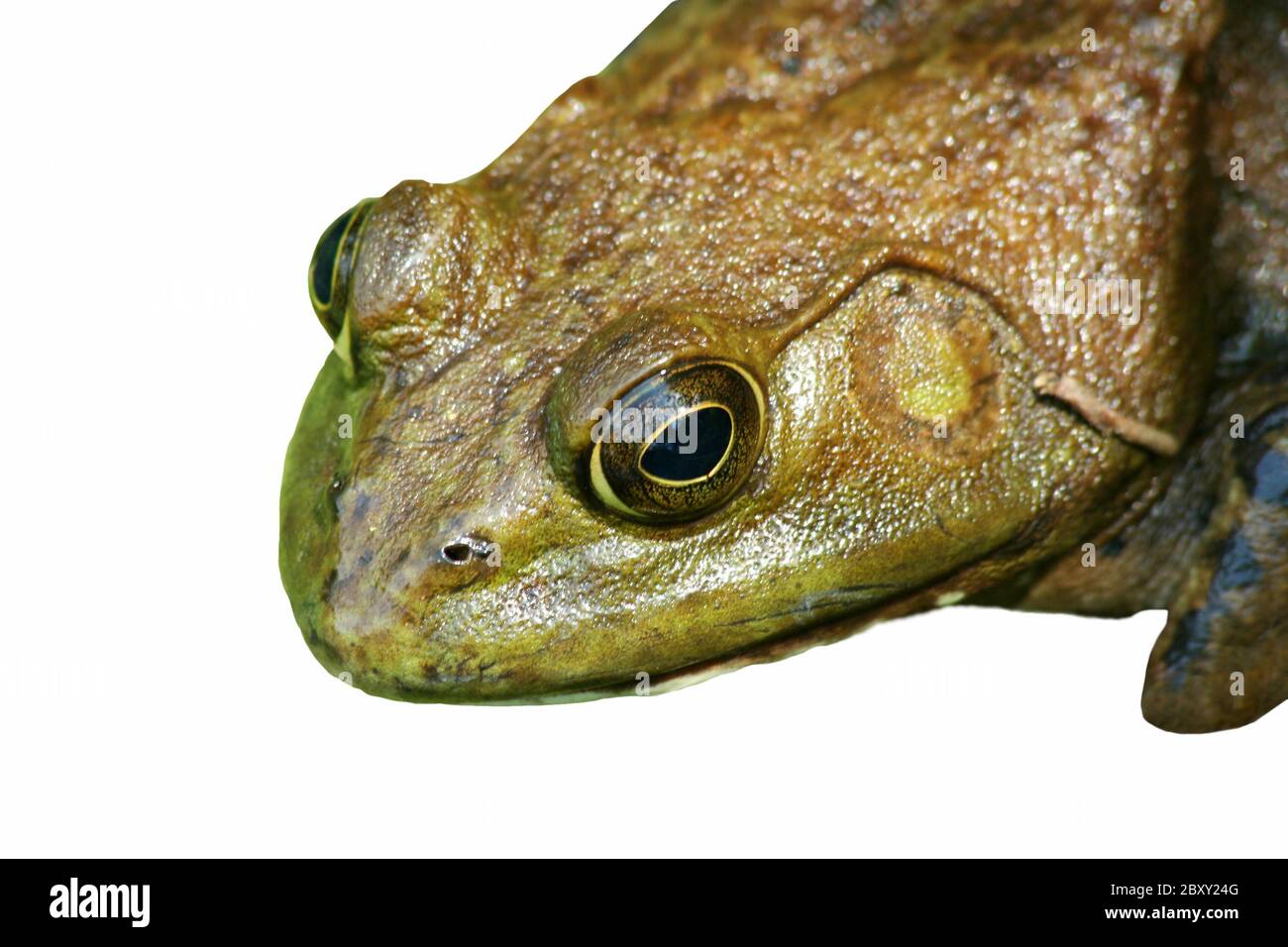 Bullfrog eyes hi-res stock photography and images - Alamy