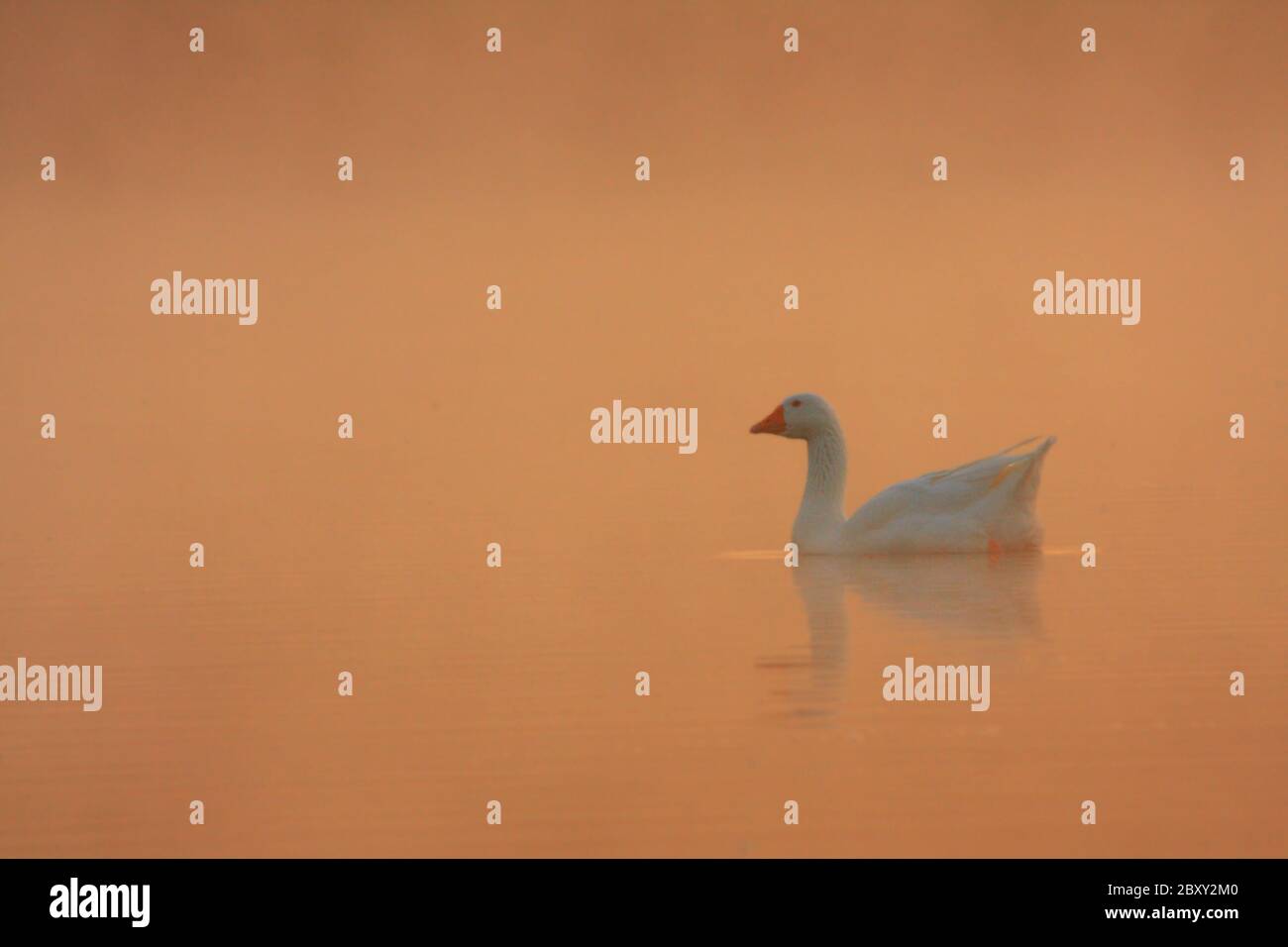 Goose house hi-res stock photography and images - Alamy