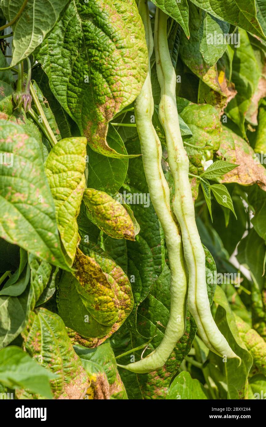 Fortex bean hi-res stock photography and images - Alamy