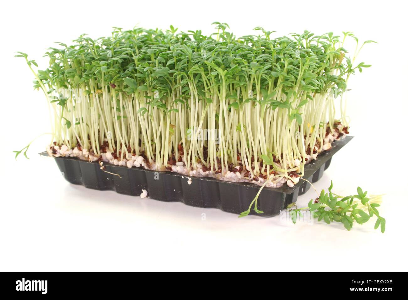 Cress seeds Cut Out Stock Images & Pictures - Alamy