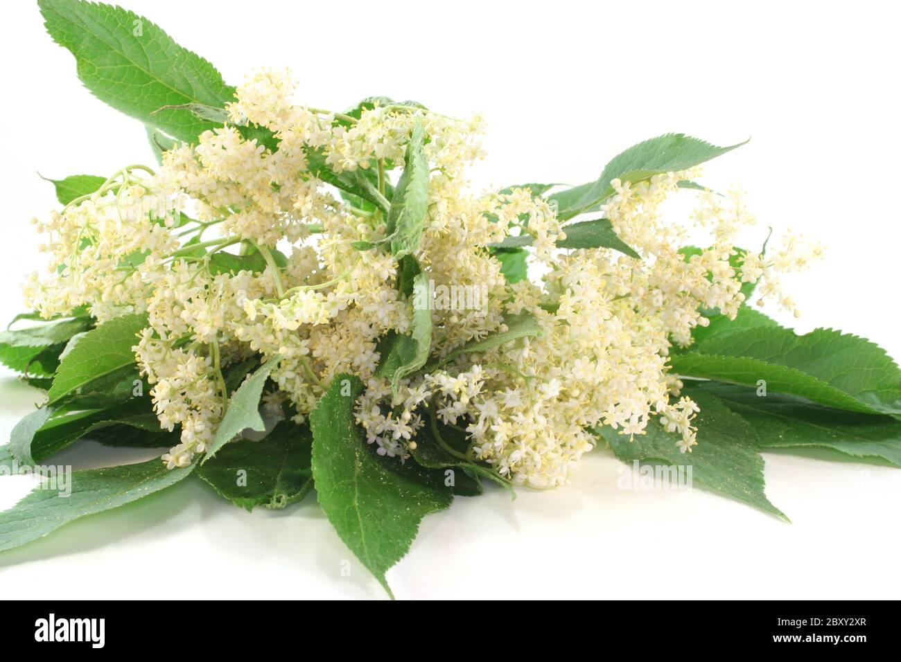 Close elderflower hi-res stock photography and images - Alamy