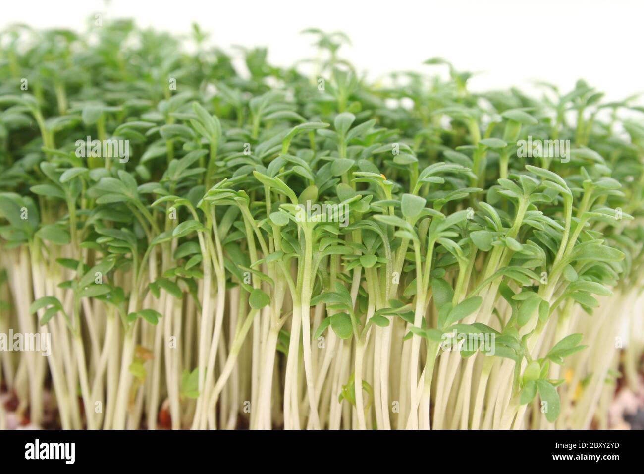Cress herb hi-res stock photography and images - Alamy