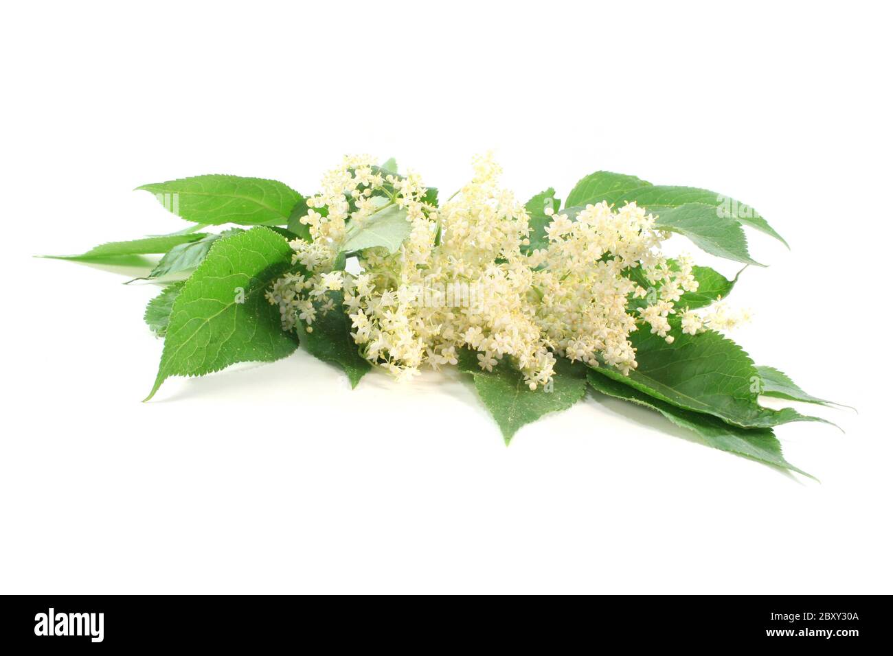 Close elderflower hi-res stock photography and images - Alamy