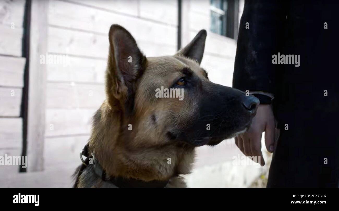 SHEPHERD: THE STORY OF A JEWISH DOG, 2019. © Glass Half Full Media ...