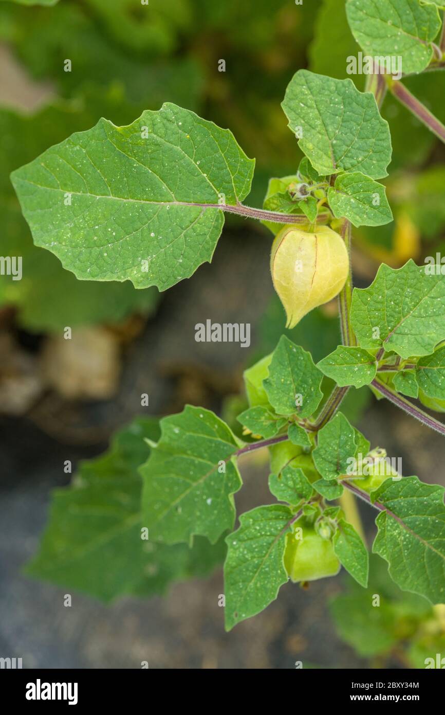 Heirloom ground cherry hi-res stock photography and images - Alamy