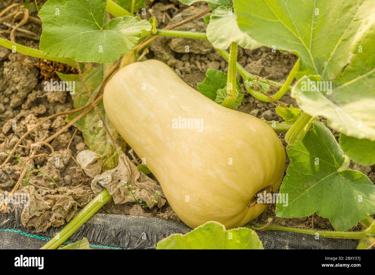 Butternut squash growing in a vegetable garden in Carnation, Washington ...
