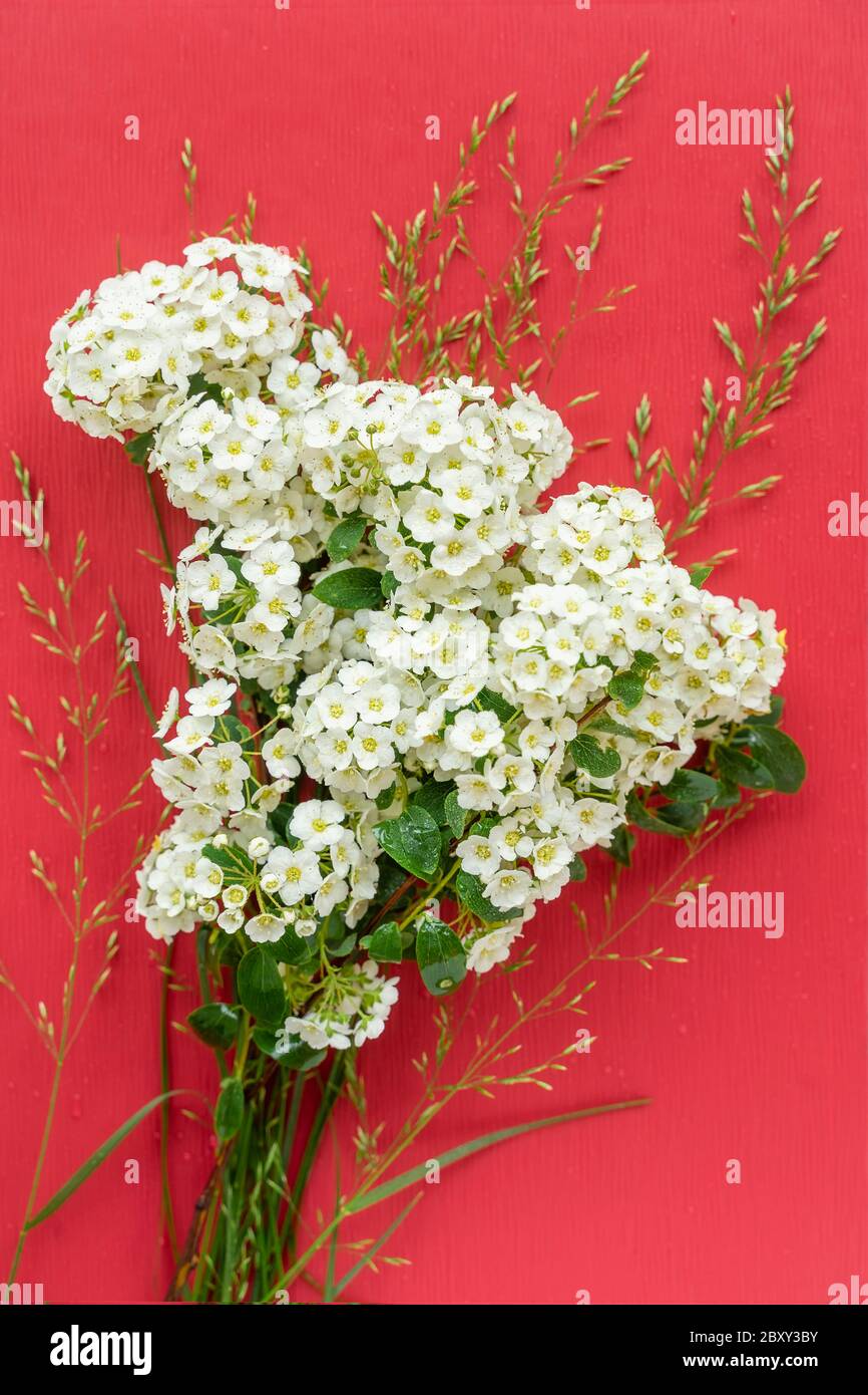 Fresh bouquet of white flowers on a bright red background, natural ...