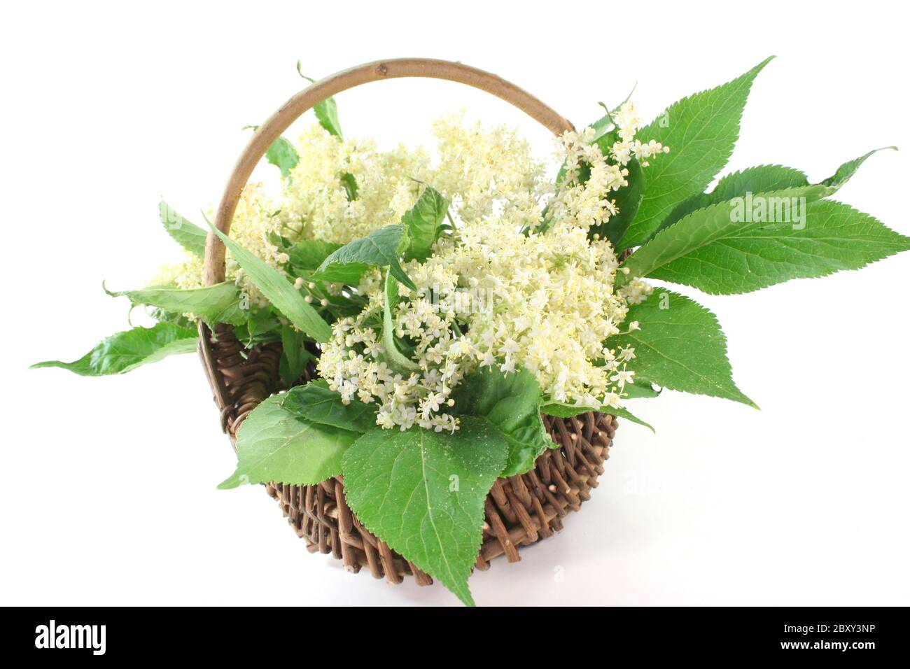 Elder flower syrup hi-res stock photography and images - Alamy