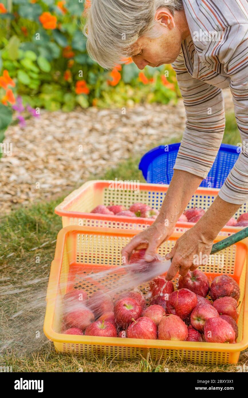 Washington red delicious hi-res stock photography and images - Alamy