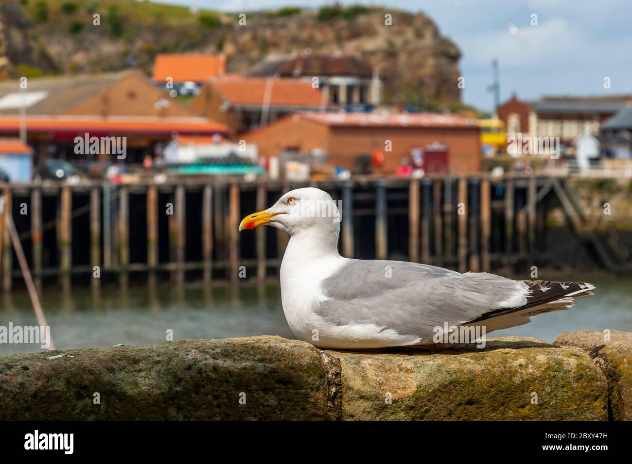 Seagull sitting on quay wall in Whitby, Scarborough, England Stock ...