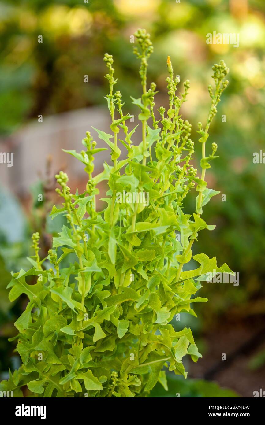 Looseleaf lettuce gone to seed in a vegetable garden in Issaquah ...