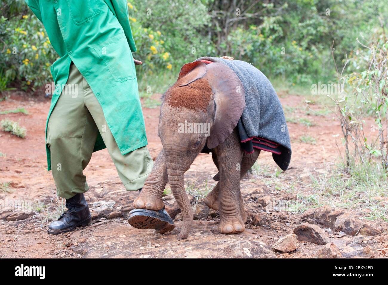 Sheldrick Wildlife Trust Nairobi Kenya Stock Photo - Alamy