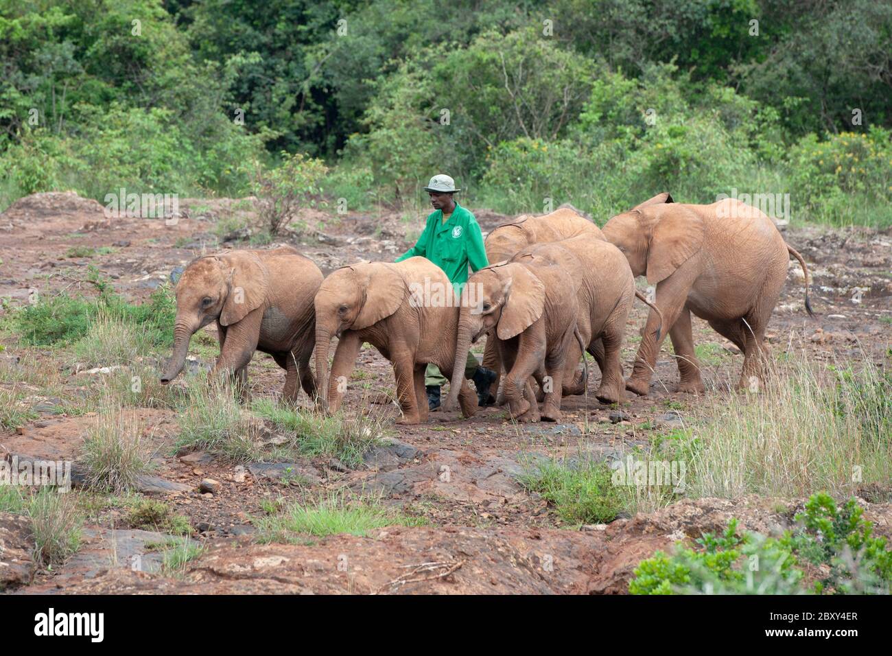 Sheldrick Wildlife Trust Nairobi Kenya Stock Photo - Alamy