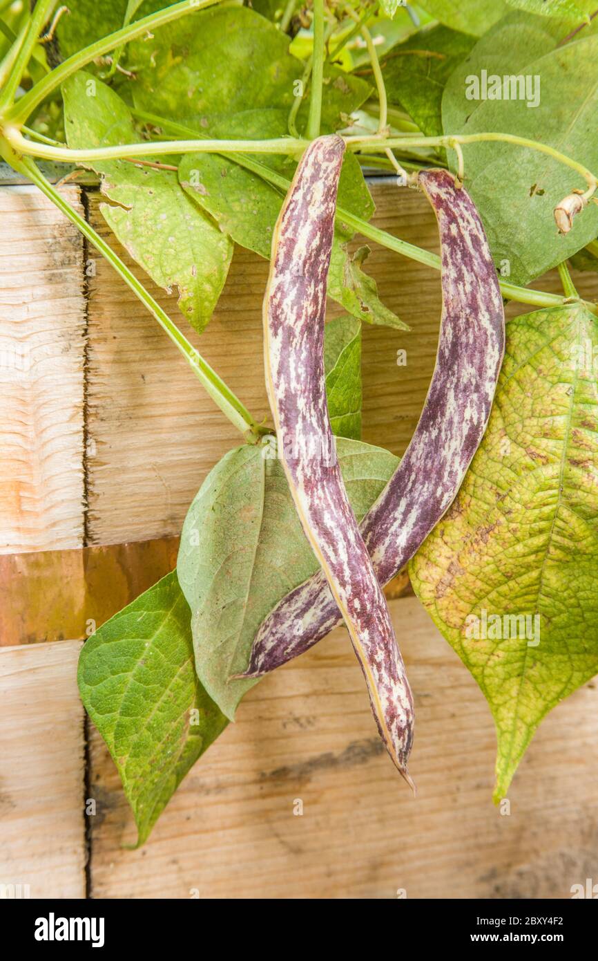 Dragons tongue beans hi-res stock photography and images - Alamy