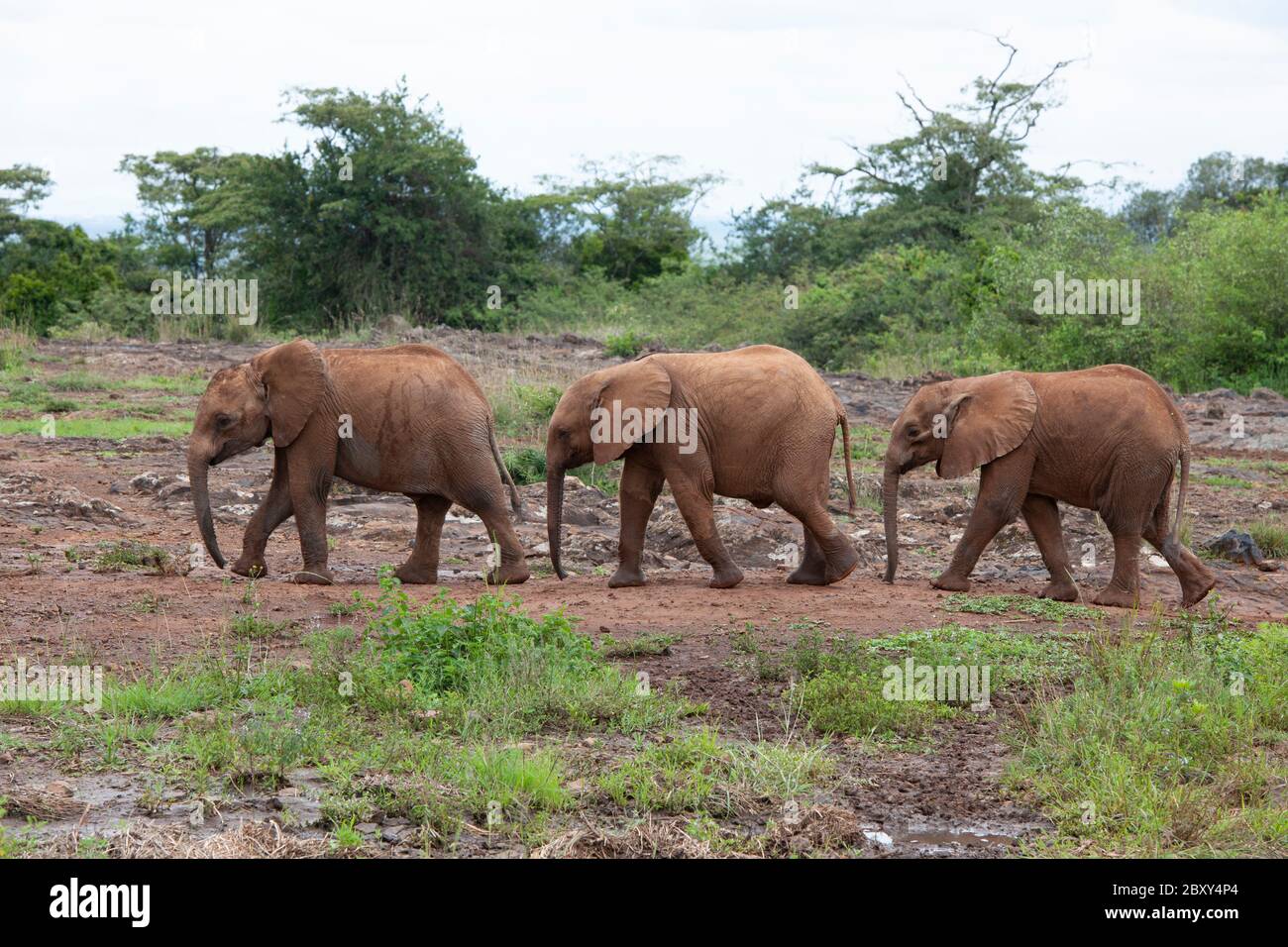 Sheldrick Wildlife Trust Nairobi Kenya Stock Photo - Alamy