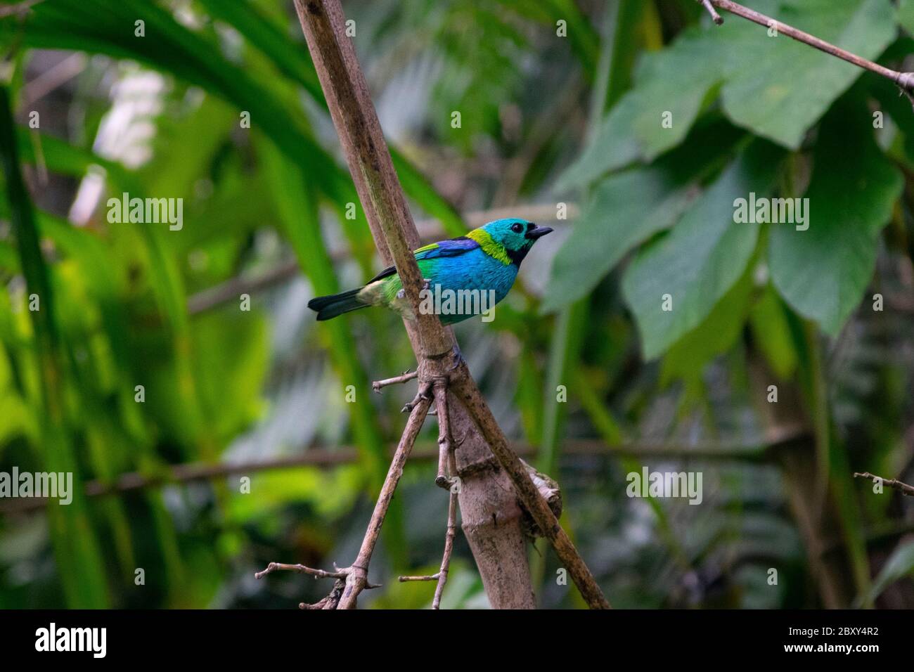 Exotic blue brazilian bird saira. tangara seledon Stock Photo - Alamy