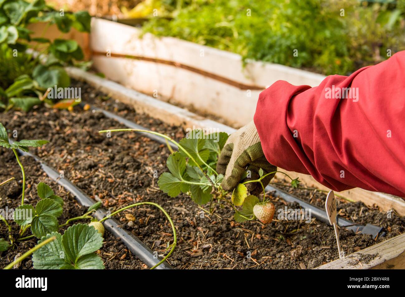 Woman propagating strawberries with runners in Issaquah, Washington ...