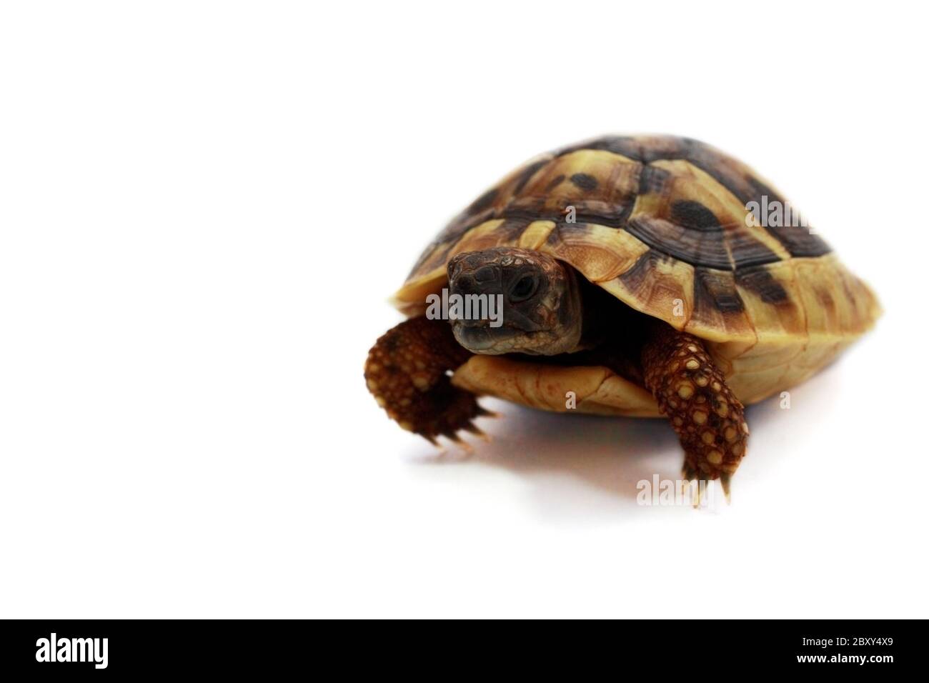 Testudo Hermanni Young High Resolution Stock Photography and Images - Alamy