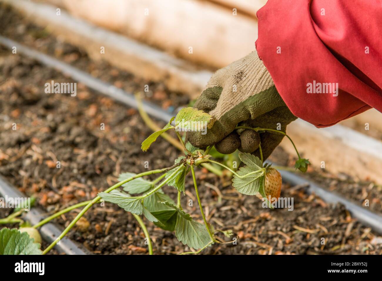 Woman propagating strawberries with runners in Issaquah, Washington ...