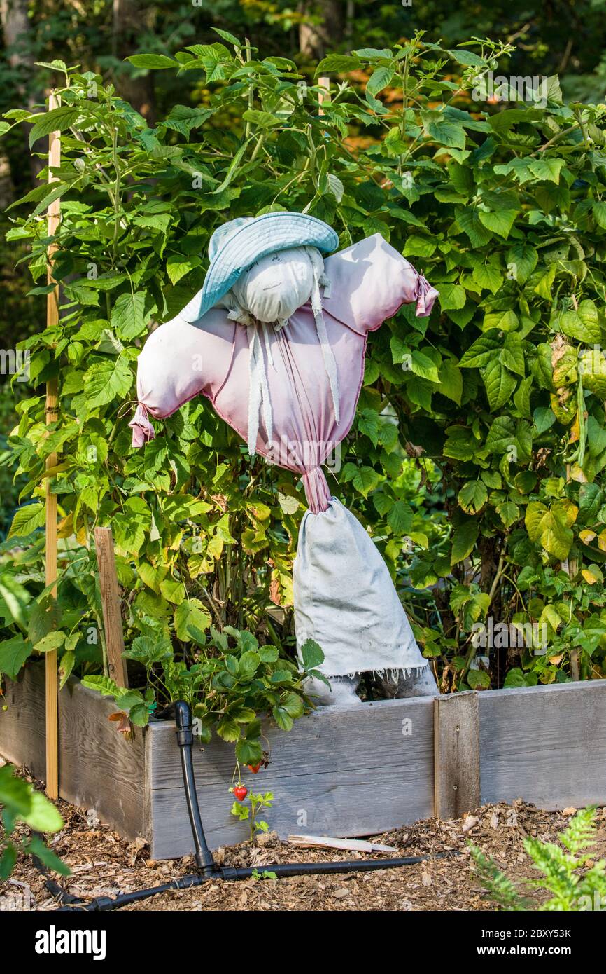 Scarecrow girl in a raised bed garden of pole beans and a strawberry ...