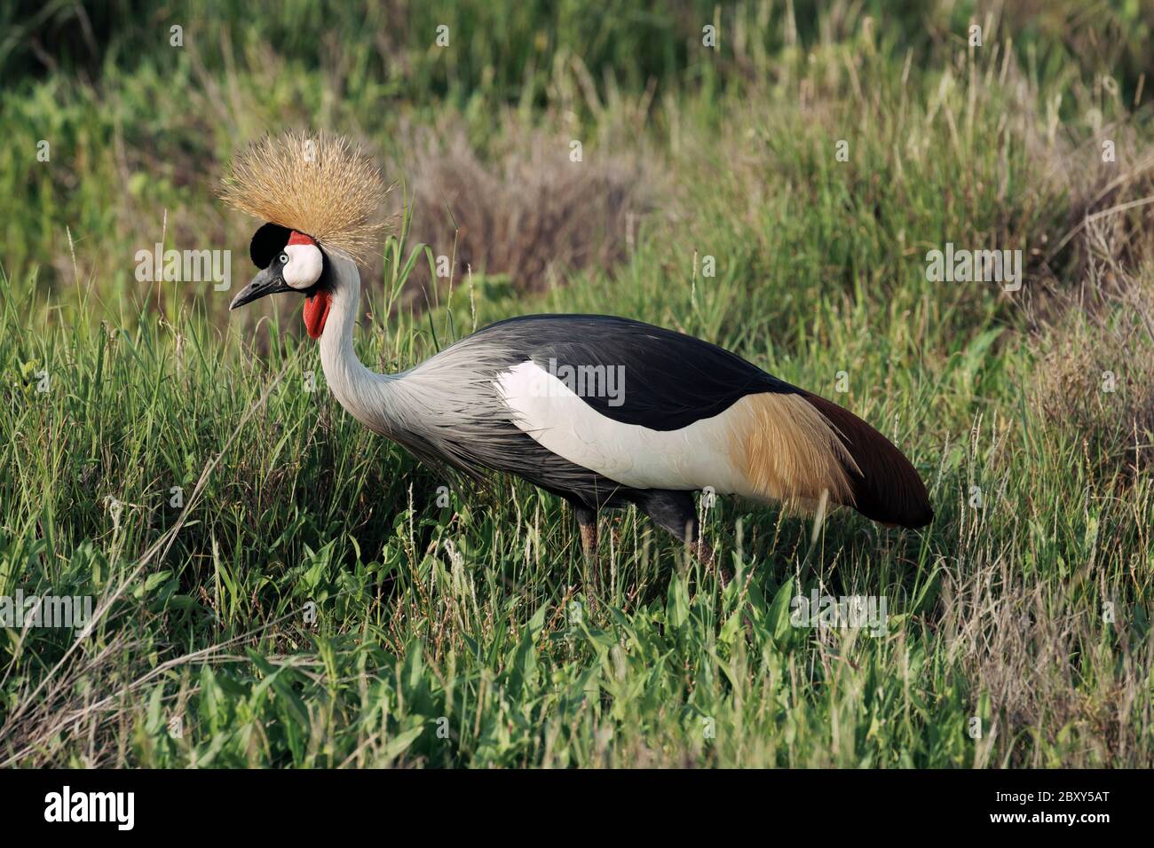 Grey Crowned Crane Stock Photo - Alamy
