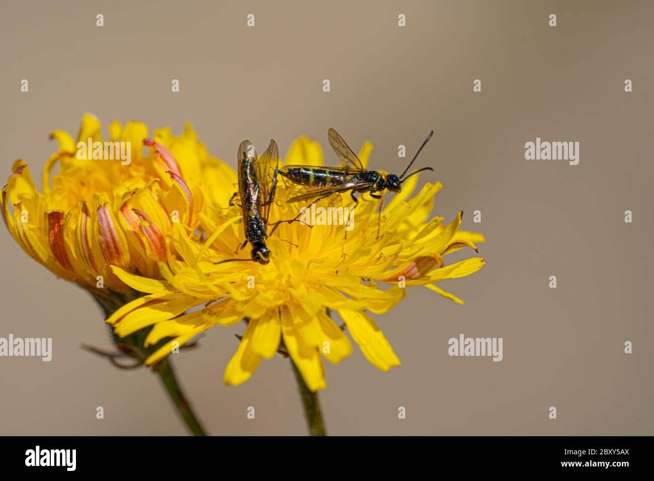 Black Soldier Fly Flies insect Hermetia Illucens mating on yellow ...