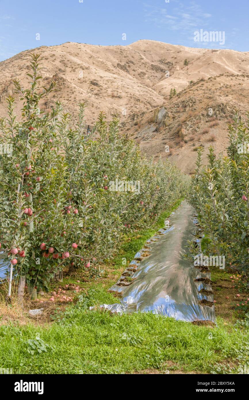 Apple trees in rows in apple-growing country on route 97 near Orondo ...