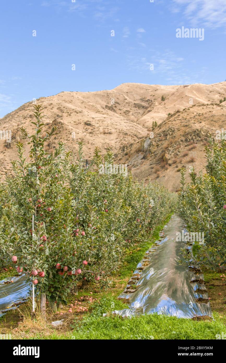 Apple trees in rows in apple-growing country on route 97 near Orondo ...
