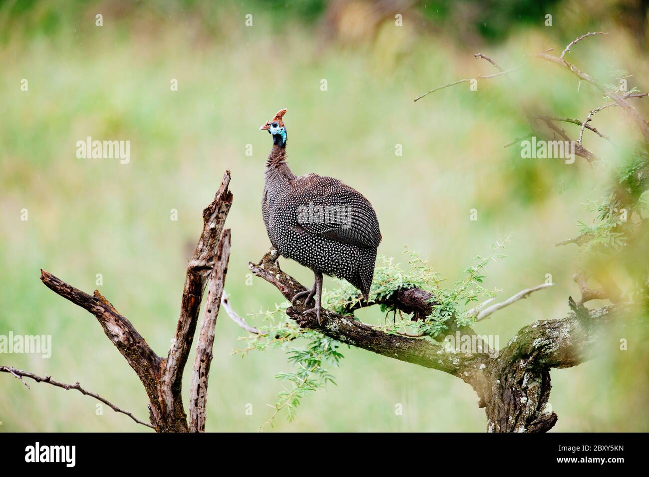 Helmeted Guinea Fowl Bird Stock Photo - Alamy