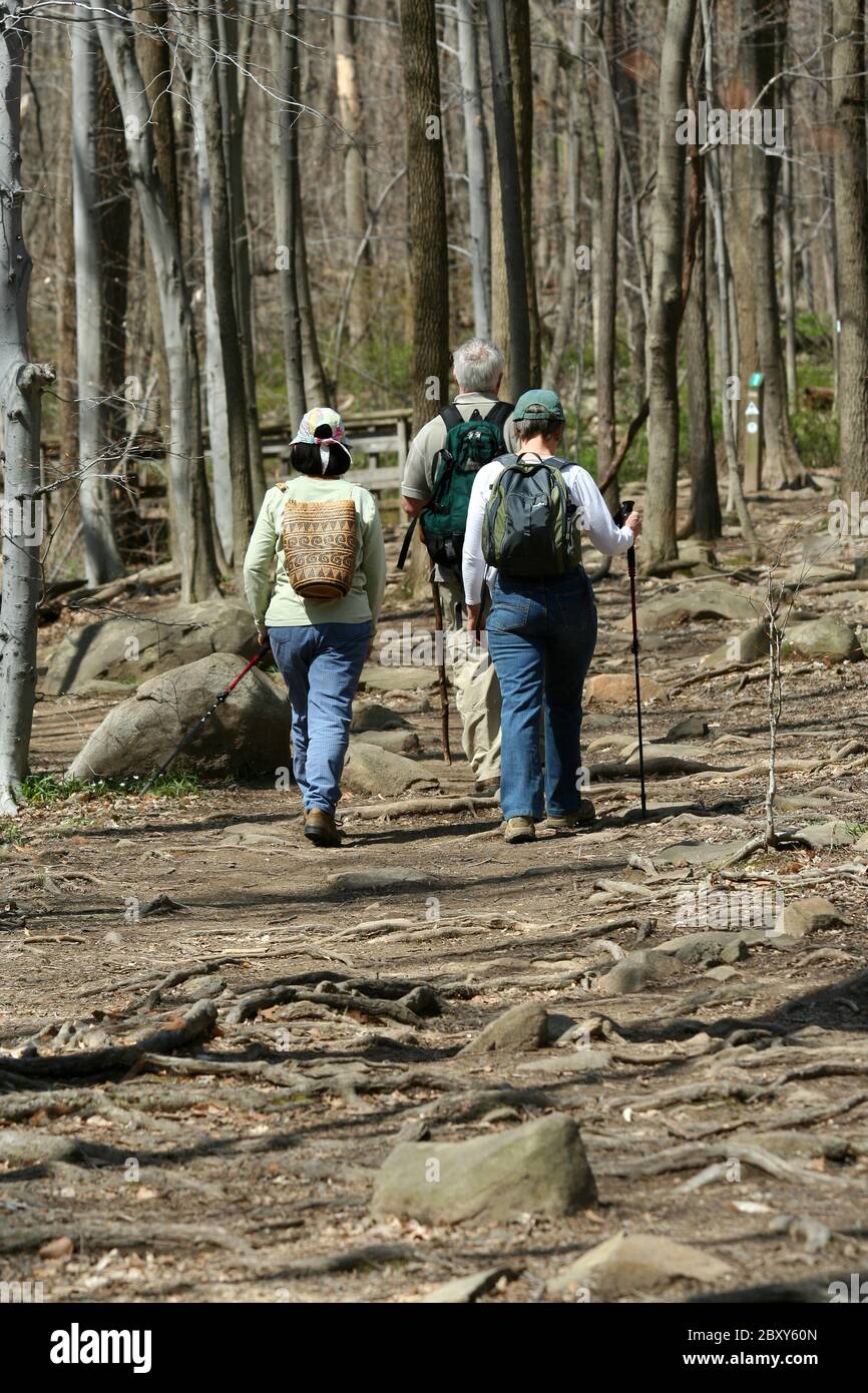 Three hikers walking through the woods Stock Photo - Alamy