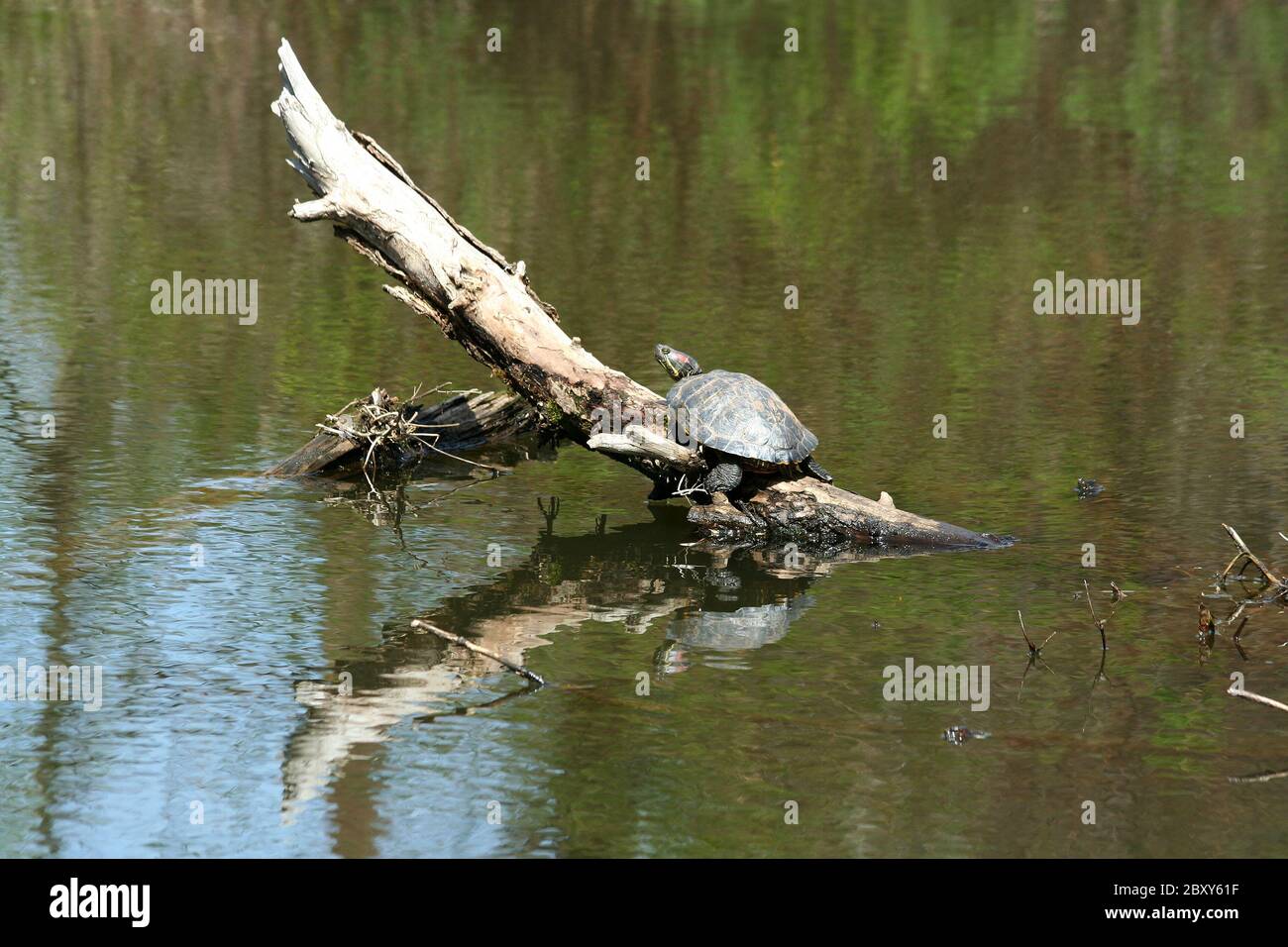 Large turtle sunning on a submerged branch Stock Photo - Alamy
