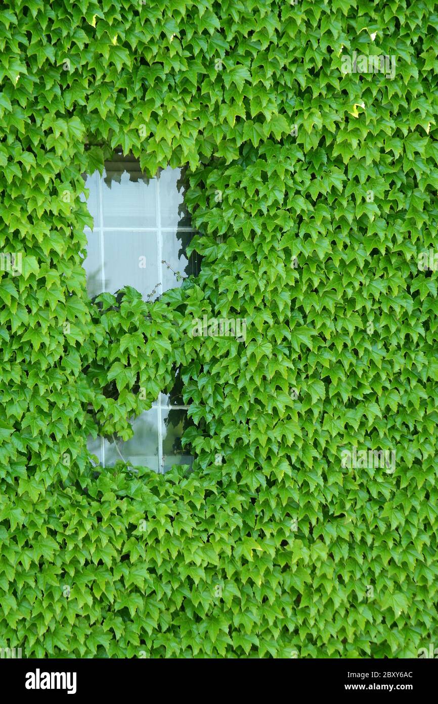 Window ivy hi-res stock photography and images - Alamy