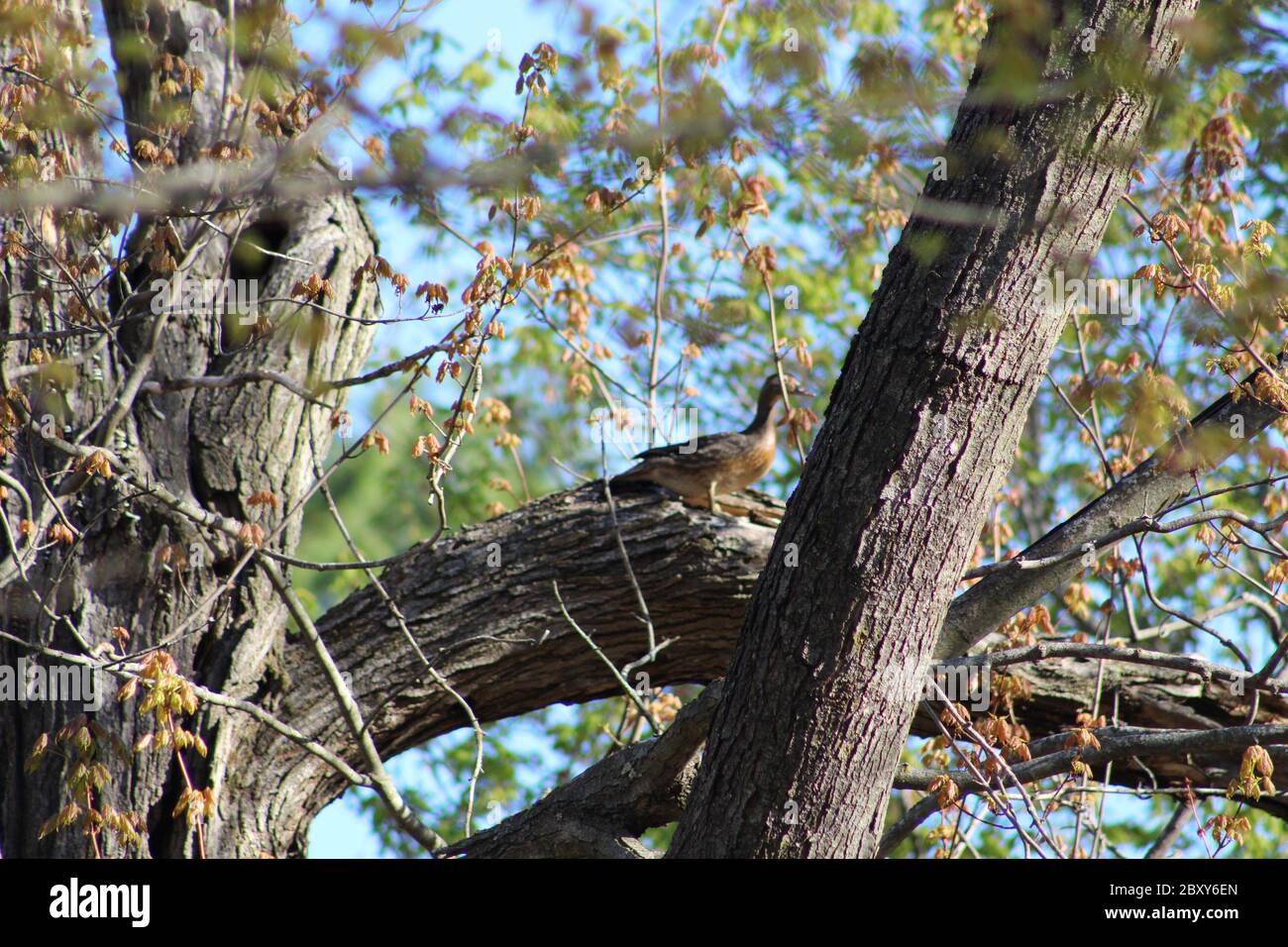 Duck in tree hi-res stock photography and images - Alamy