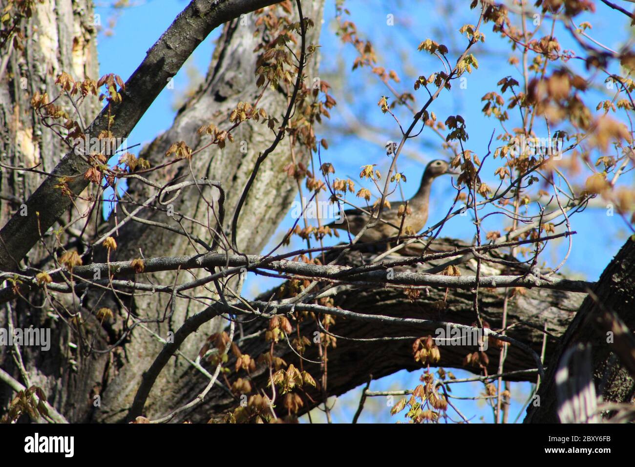 Duck in tree hi-res stock photography and images - Alamy