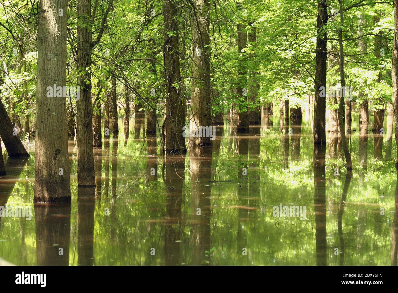 Tree reflections hi-res stock photography and images - Alamy