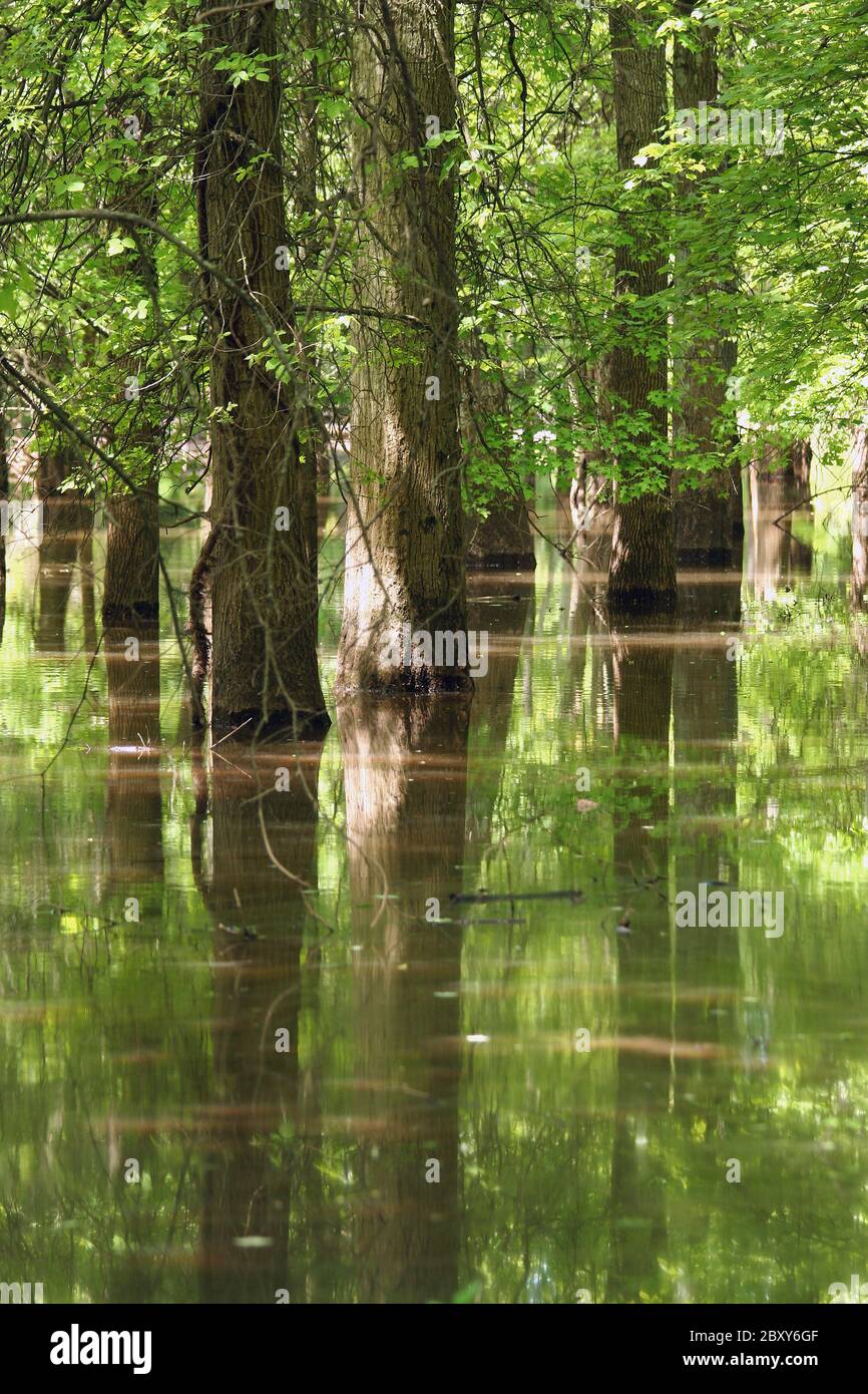 Tree reflections in water Stock Photo - Alamy