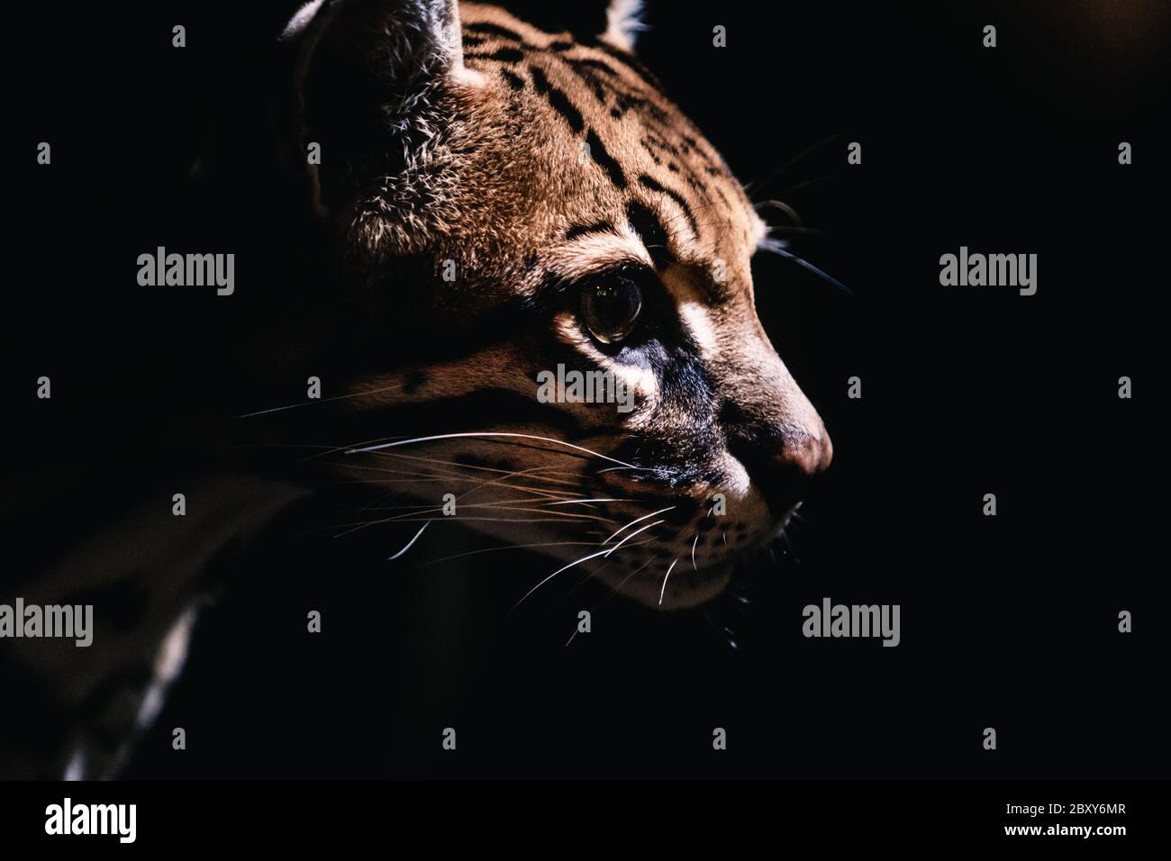 Close-up of Ocelot hunting in darkness Stock Photo - Alamy