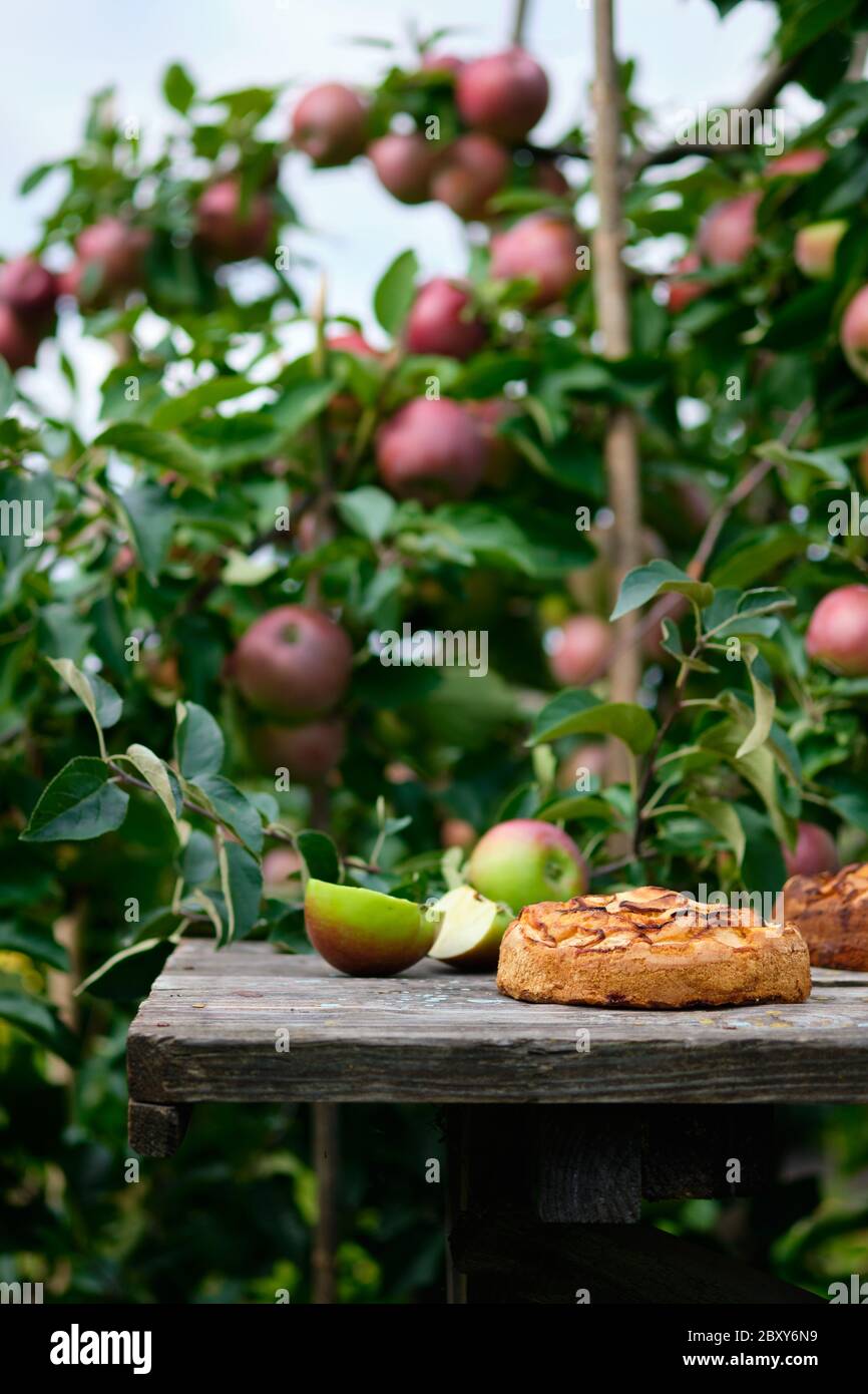 Apple pies on an old wooden table under an apple tree in a village ...