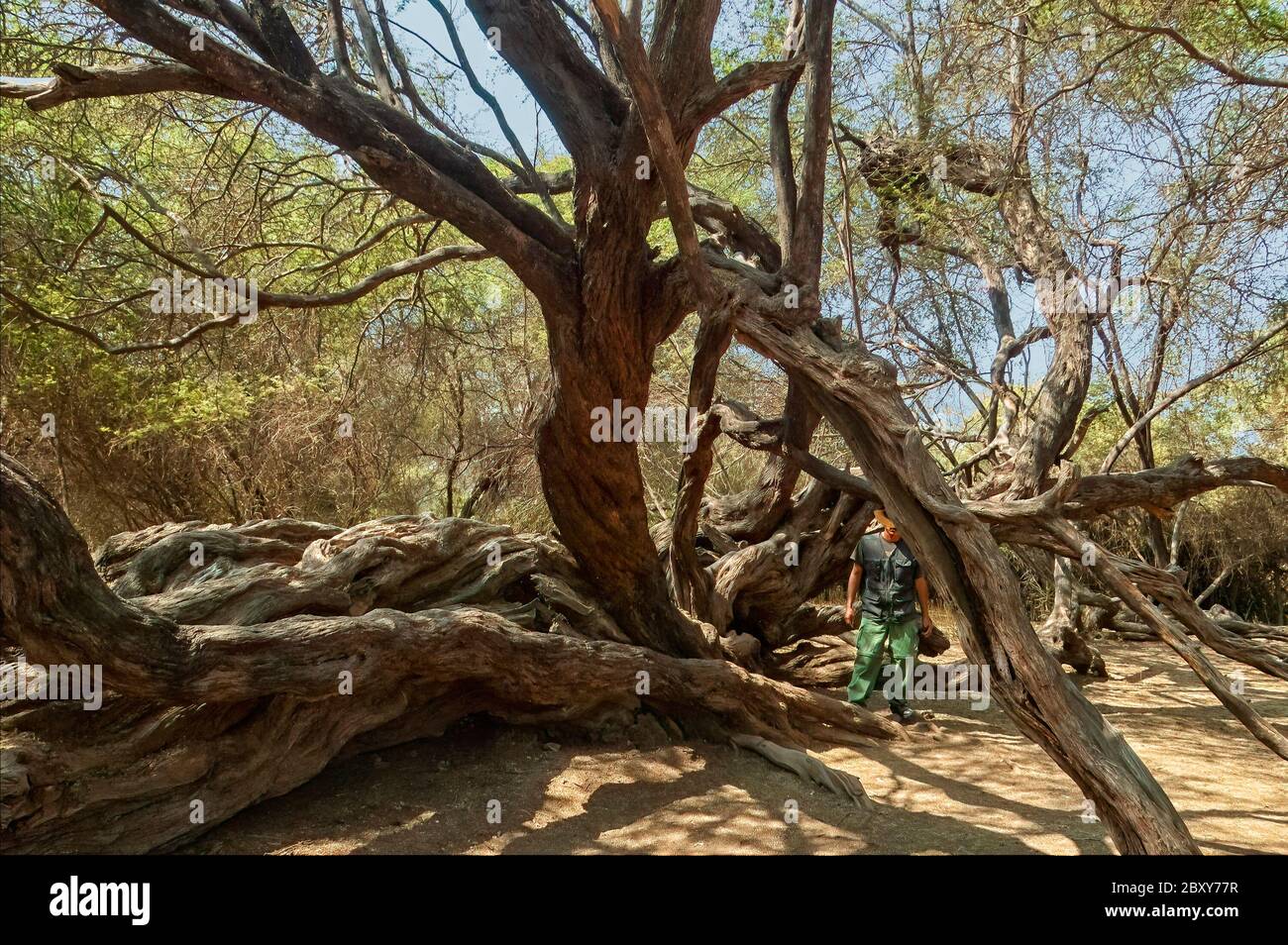 Pitipo district hi-res stock photography and images - Alamy