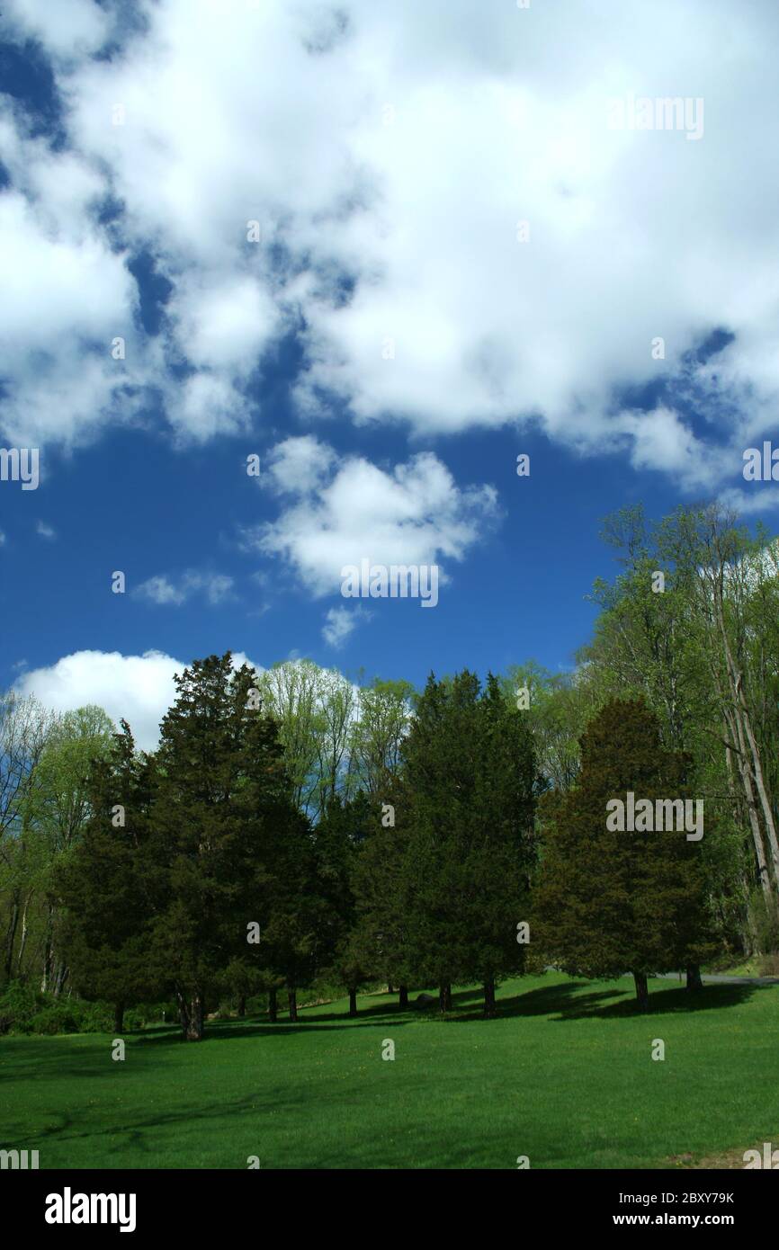 Spring trees with blue sky and grass Stock Photo - Alamy