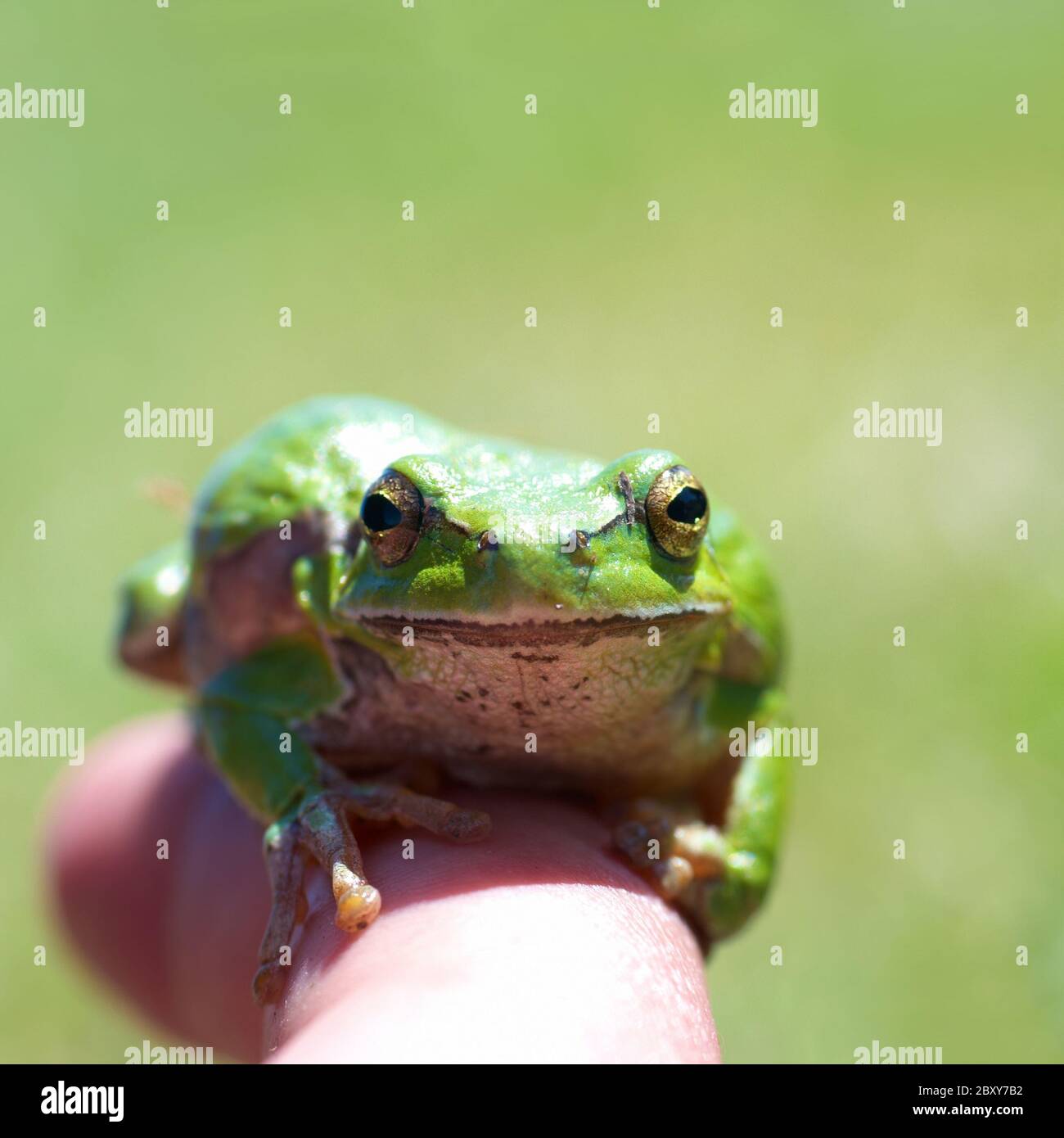 Frog toes hi-res stock photography and images - Alamy