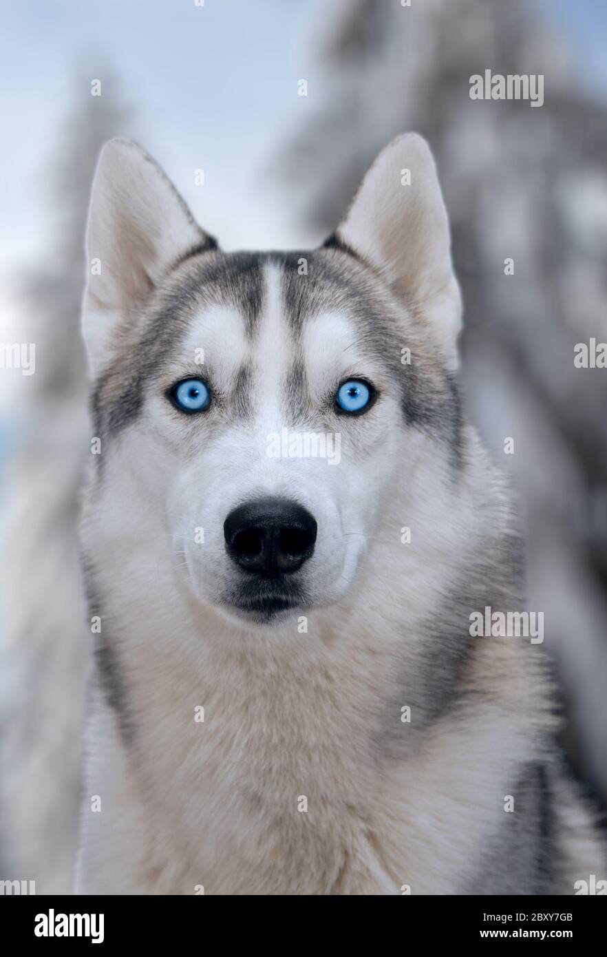 Haski hi-res stock photography and images - Alamy