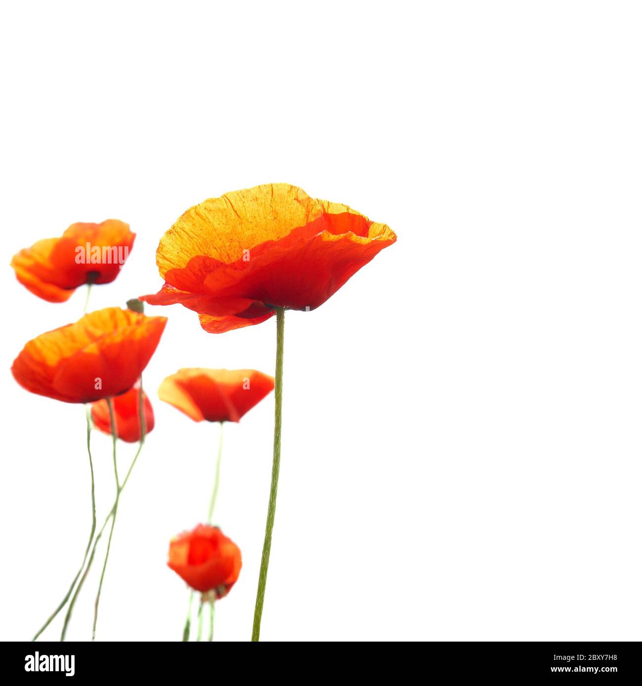 Poppies field background Cut Out Stock Images & Pictures - Alamy