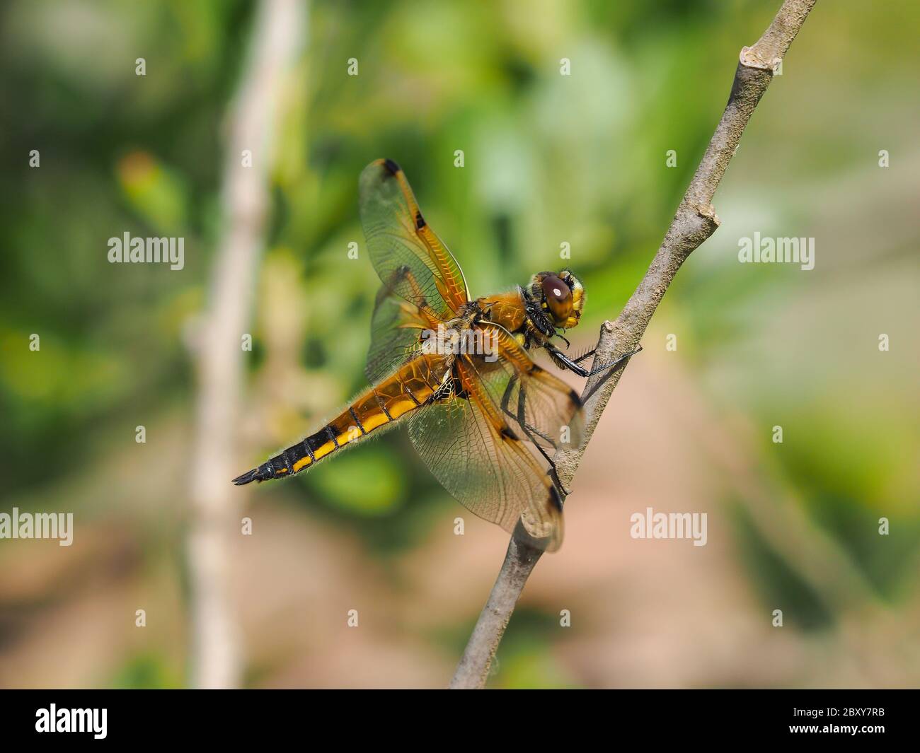 Four Spotted Chaser Dragonfly Stock Photo - Alamy
