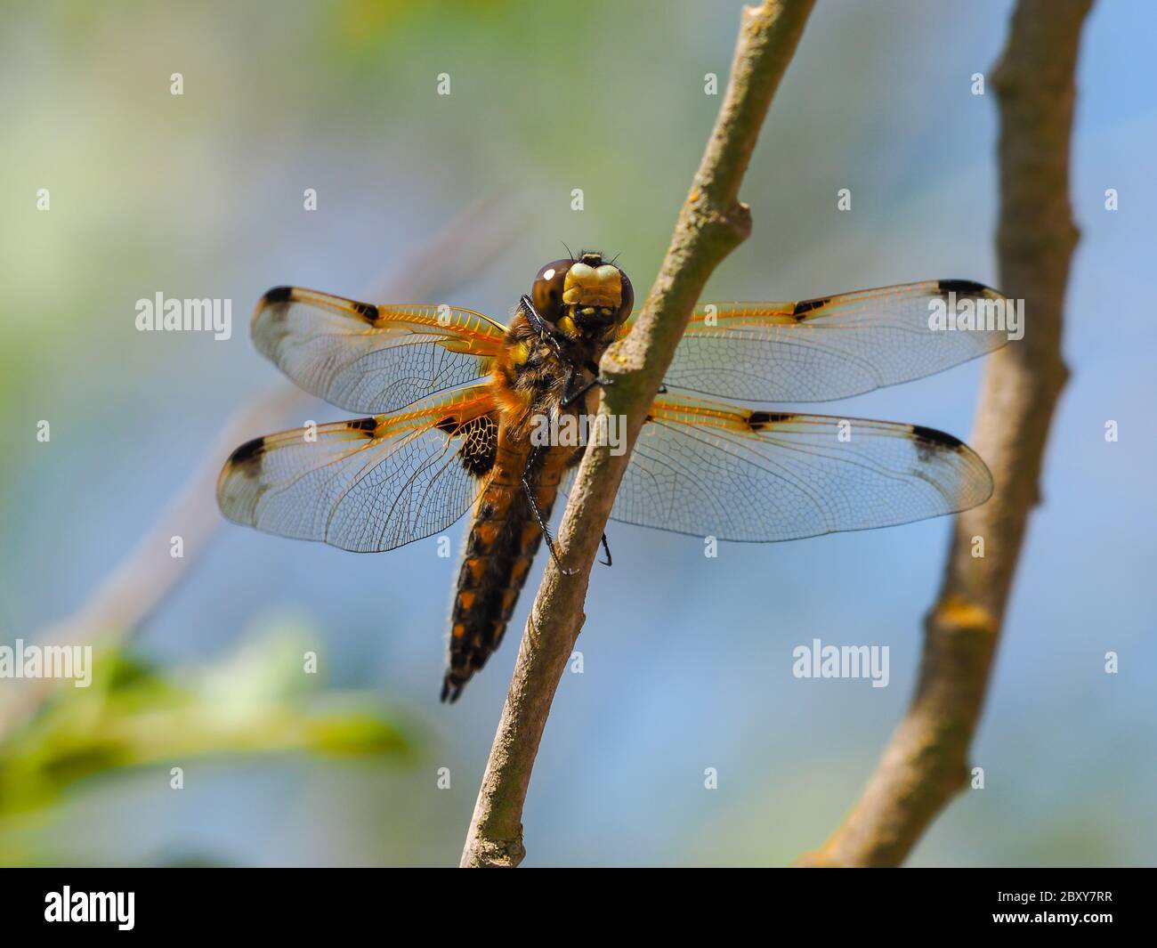 Four Spotted Chaser Dragonfly Stock Photo - Alamy